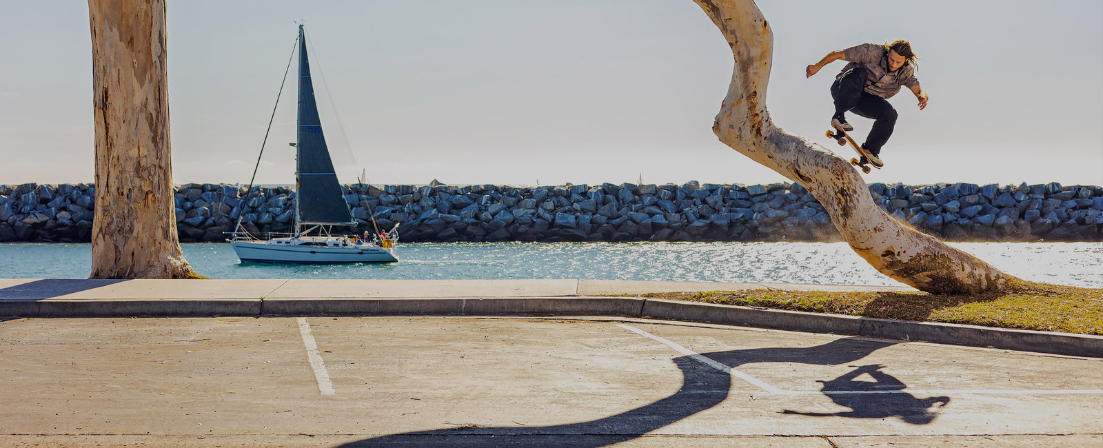 Arbor Skateboards – Arbor Collective